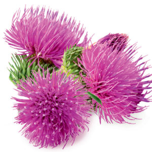 CHARDON MARIE - COMPLÉMENT ALIMENTAIRE BIO