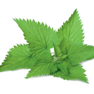 ORTIE PIQUANTE FEUILLE BIO - COMPLÉMENT ALIMENTAIRE