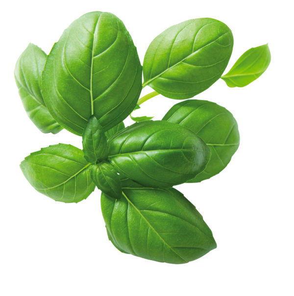 BASILIC TROPICAL - Pharmascience