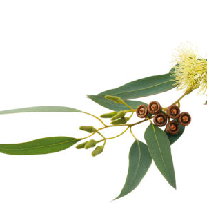 EUCALYPTUS GLOBULUS - Pharmascience